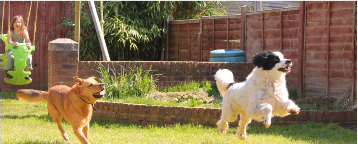 Here’s What You Need To Know About Pets and Liability - McCool Insurance